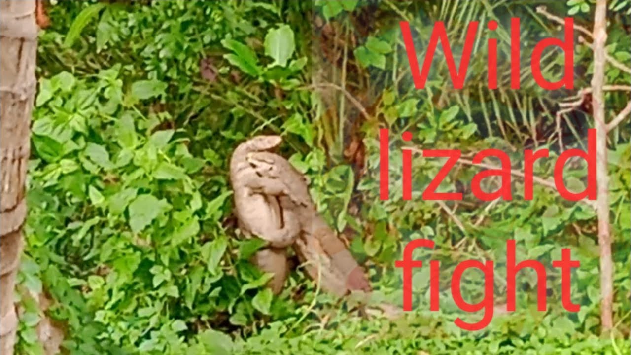 Wild Lizard Fight | Lizard Fight | Intense Wildkd Lizard Fight | Indian ...