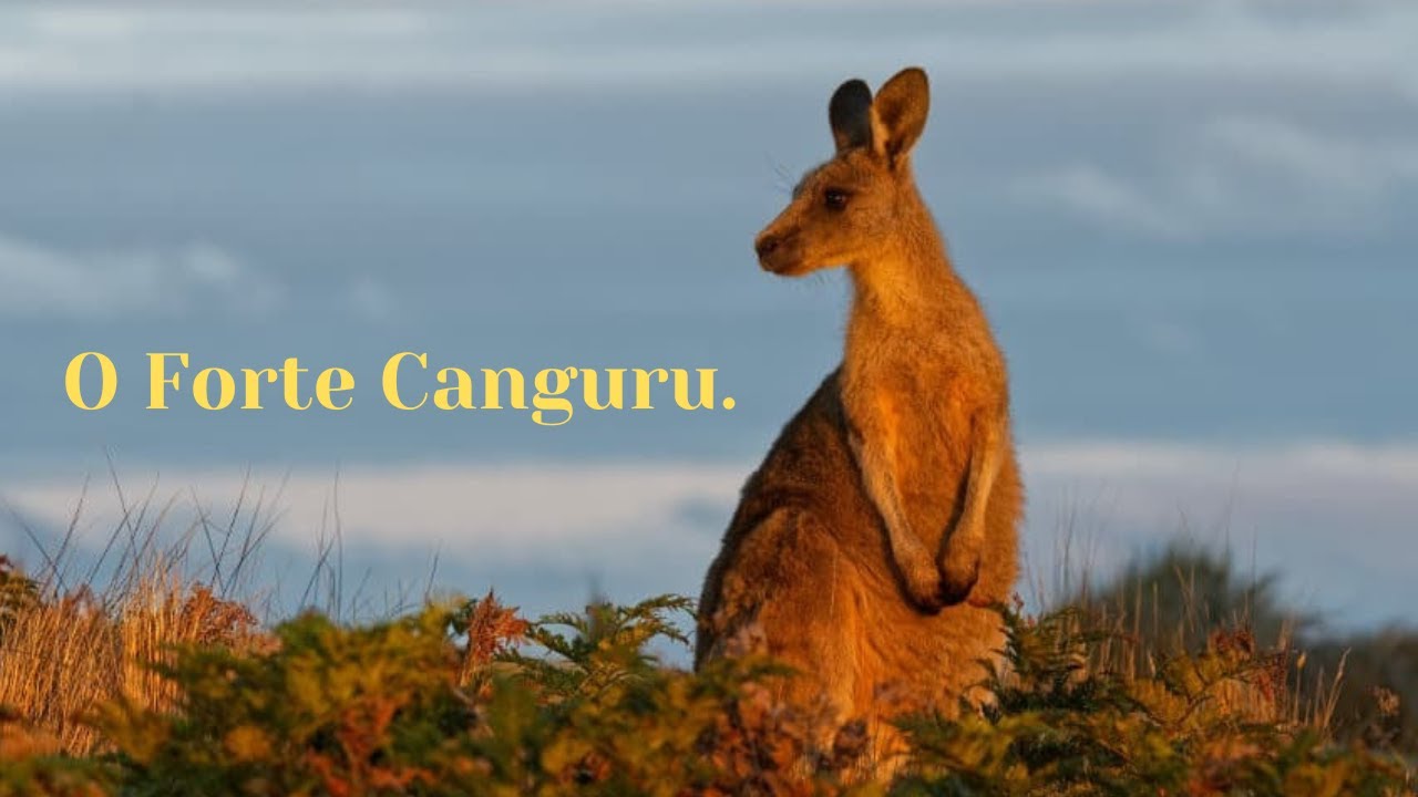 O Forte Canguru. 🦘 - YouTube
