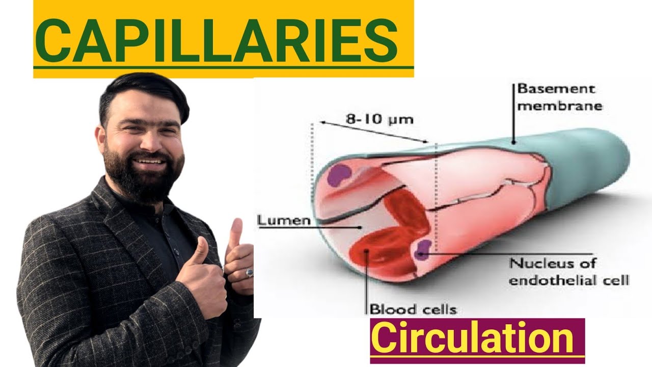 Capillaries|| Blood Vessels|| Circulation|| Bio 1st Year ...
