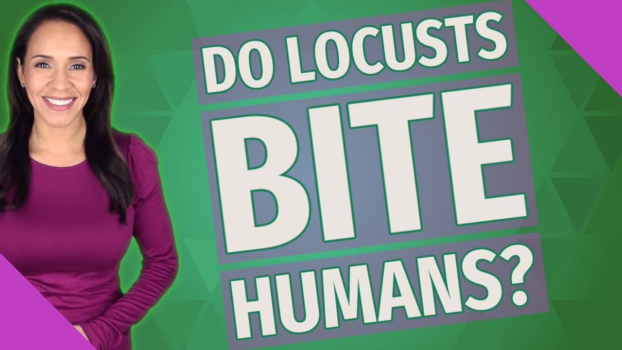 Do locusts bite humans? - YouTube
