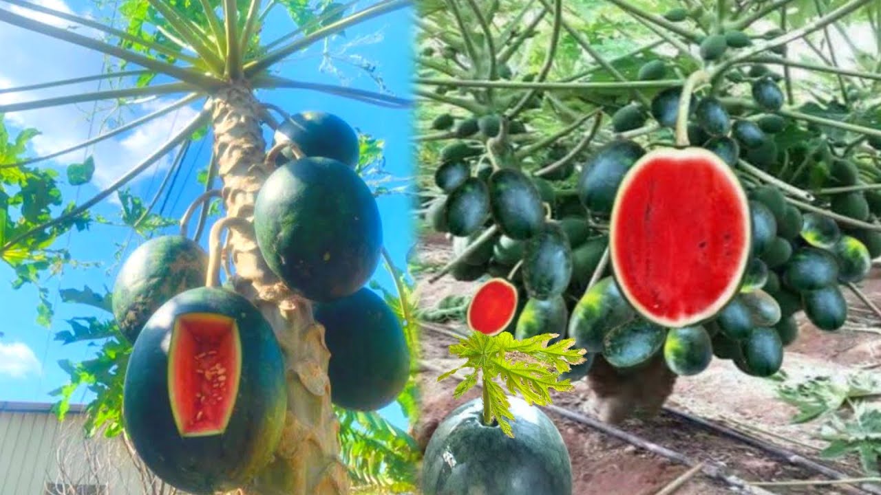 Incredible papaya cultivation techniques are gaining popularity😷 - YouTube