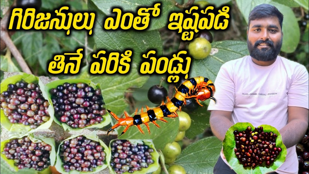 గిరిజనులు ఎంతో ఇష్టంగా తినే పరికి పండ్లు సంవత్సరానికి ఒకసారి దొరుకుతాయి ...