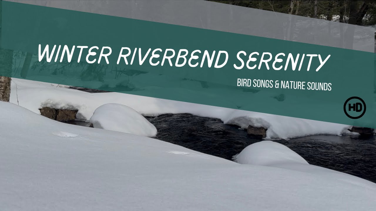 Winter Riverbend Serenity: Birds Singing & Peaceful Sunlit Scenery ...