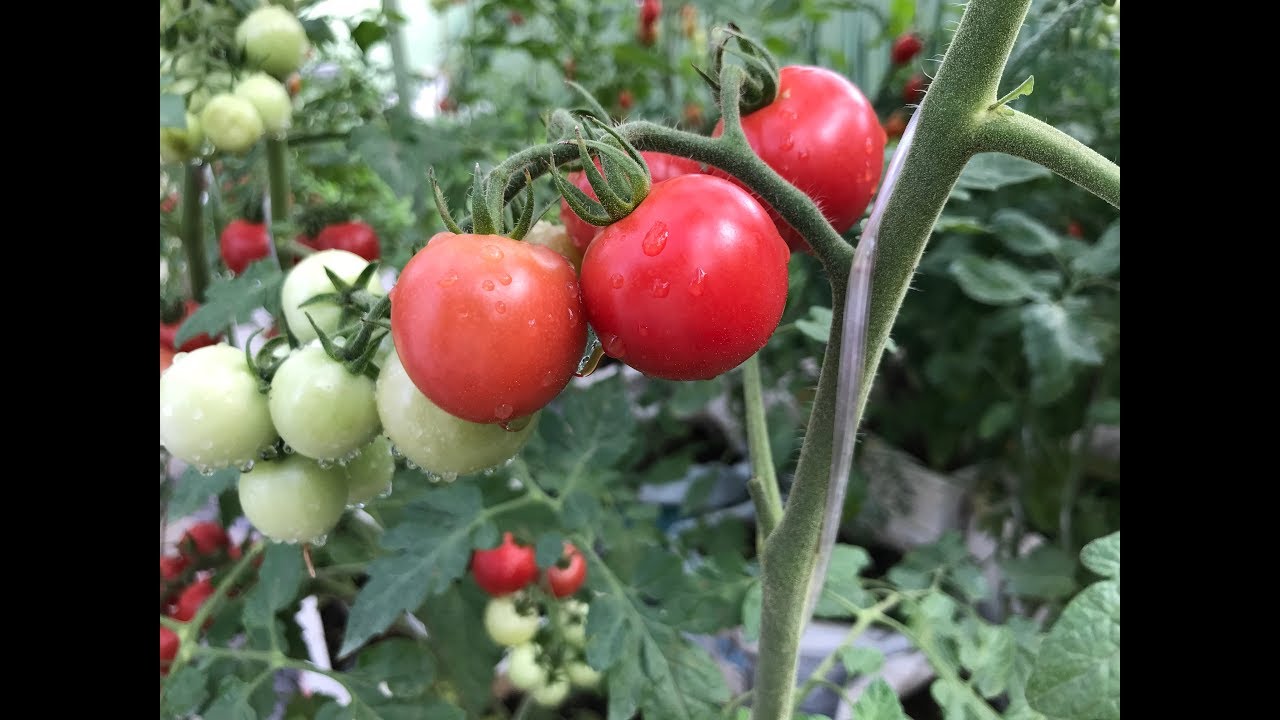 O SEGREDO dos TOMATES CEREJA EM VASO produzir bastante e bonitos na ...