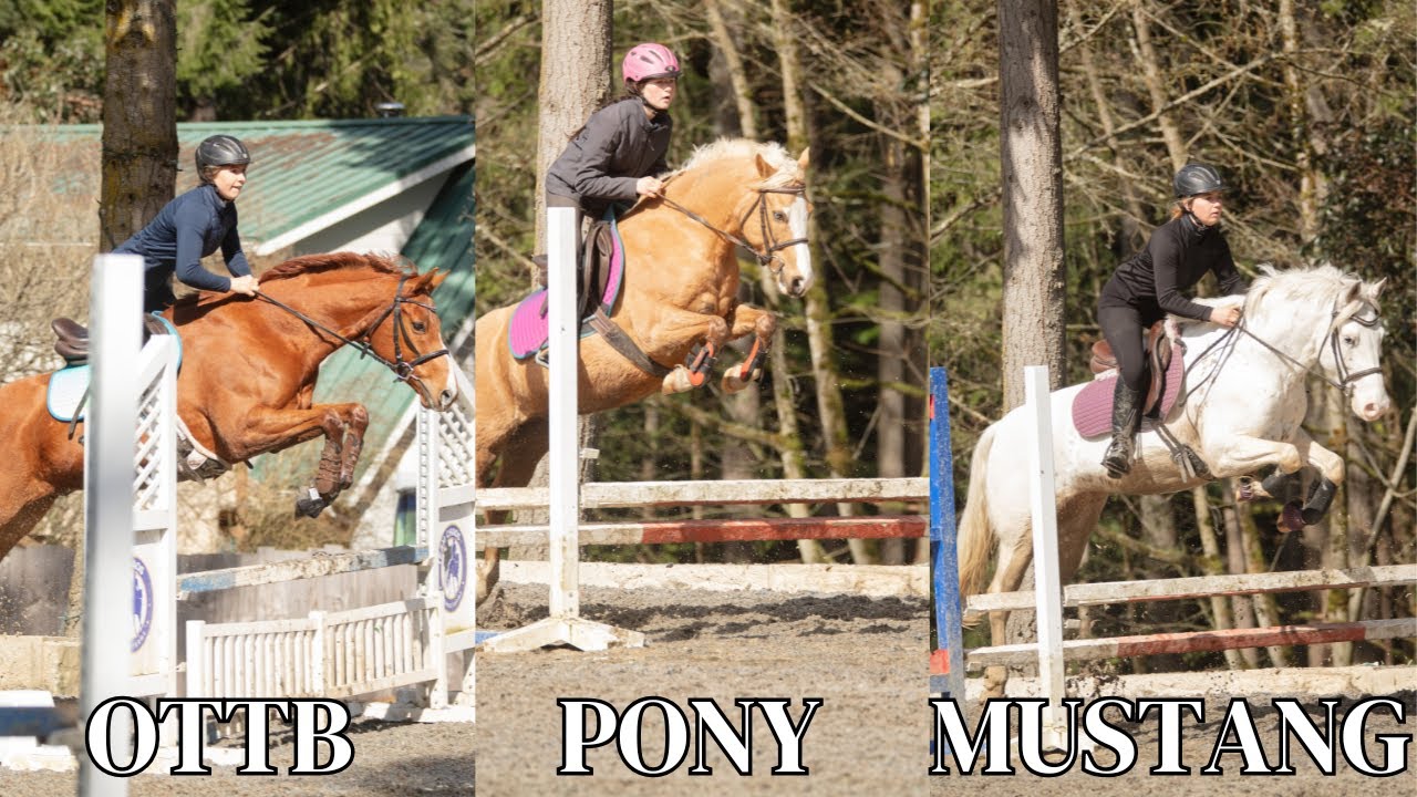 We're taking a Thoroughbred, Mustang and a Pony to a Jumper day! - YouTube