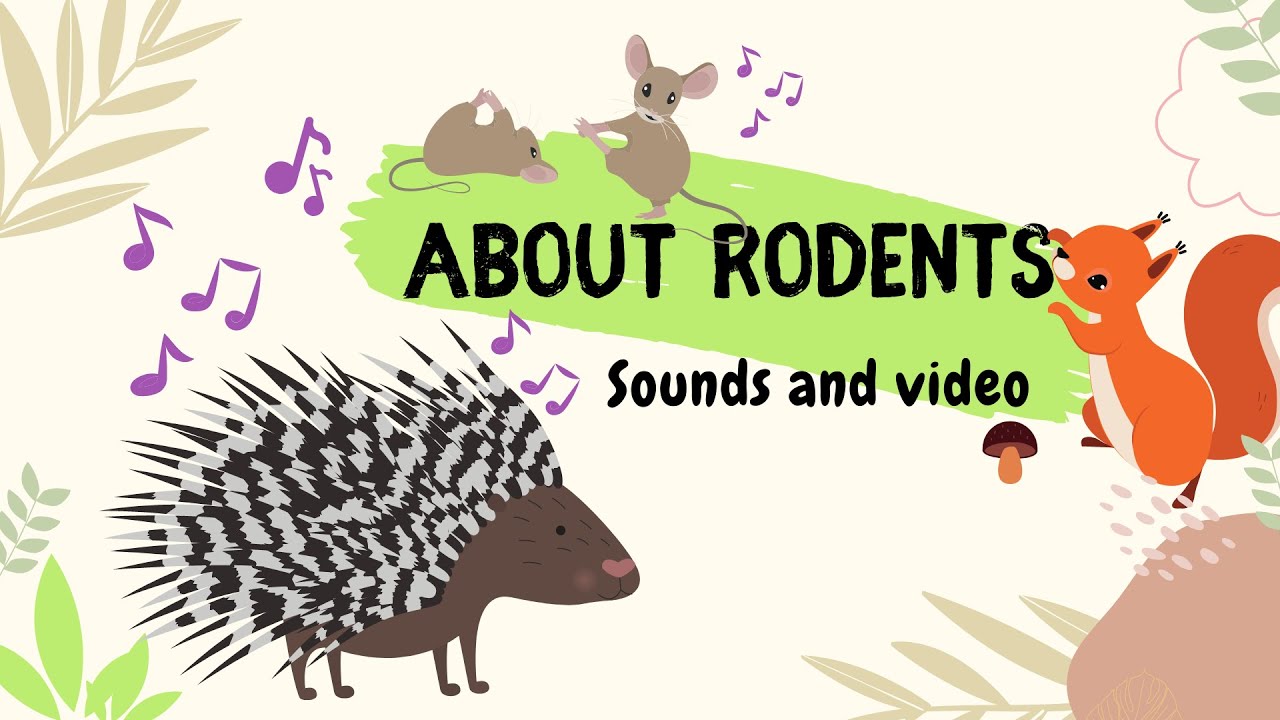 ABOUT TYPES OF RODENTS for children. Animal sounds, names and ...