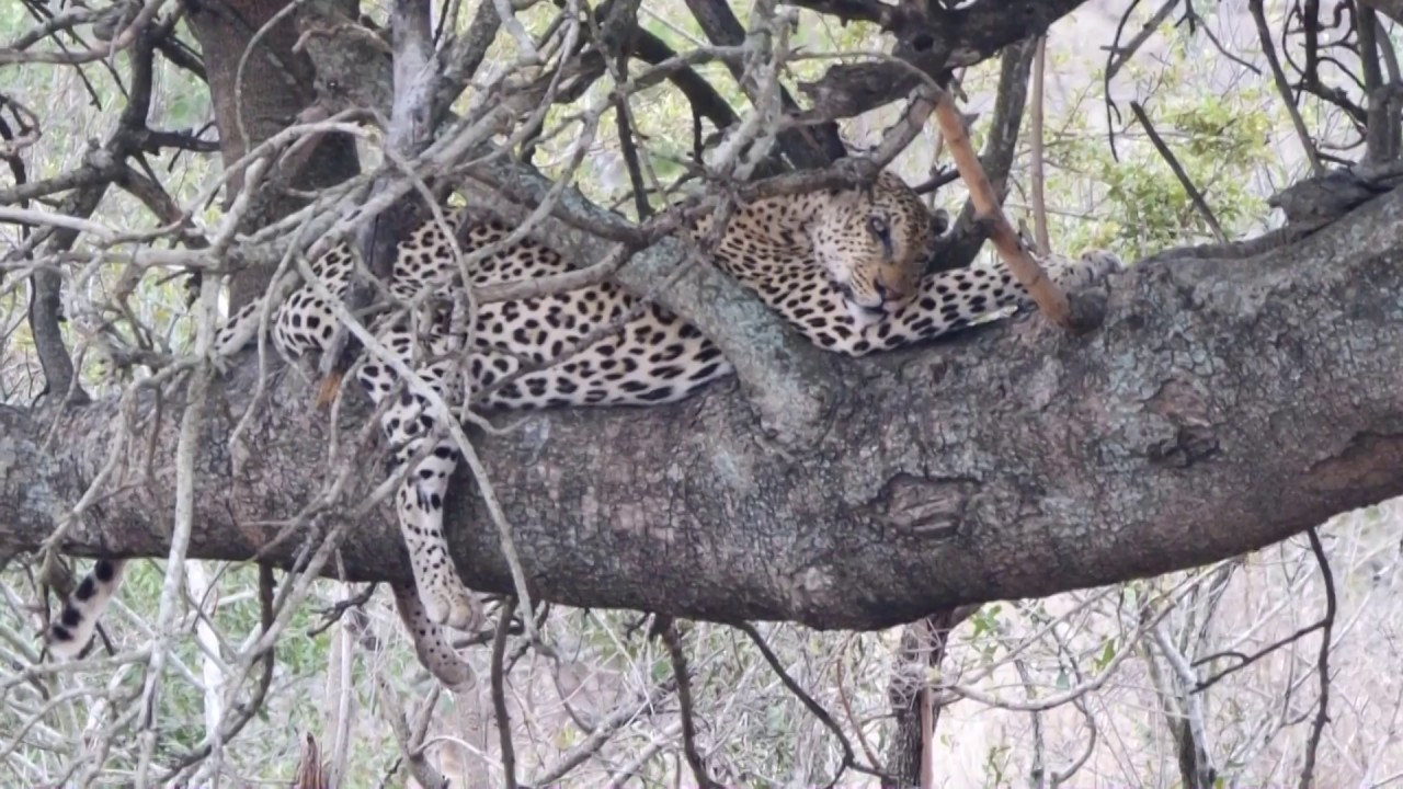 Lion Steals Leopards kill - YouTube