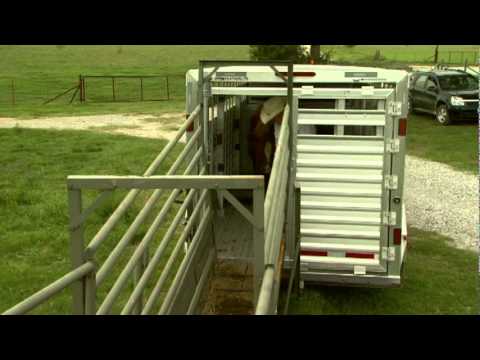 Unloading - Transporting Cattle (BQA) - YouTube