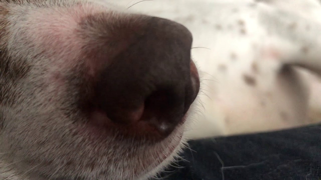 Peanut (dog) snoring. - YouTube