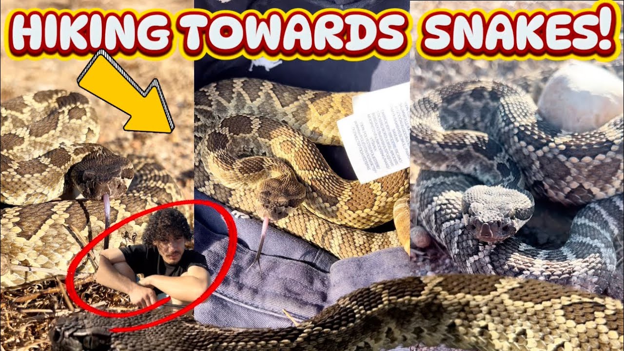 Surviving Fall W/ VENOMOUS SNAKES - YouTube