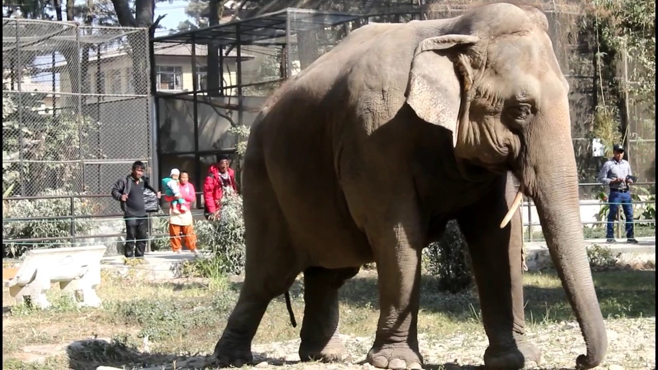 Central Zoo of Nepal - YouTube
