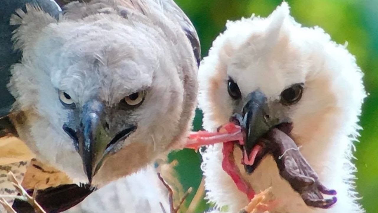 Discover the Harpy Eagle's Secret Life in the Amazon | The Largest and ...