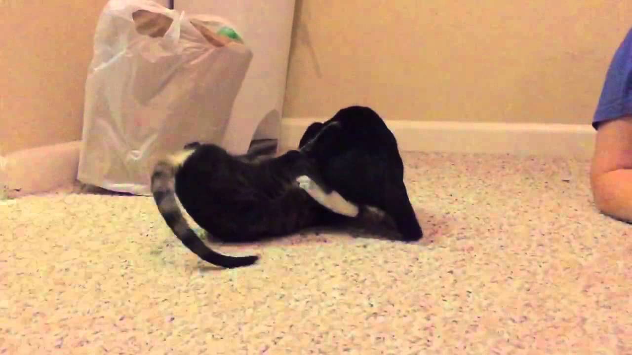 Kitten pounce in slow motion - YouTube