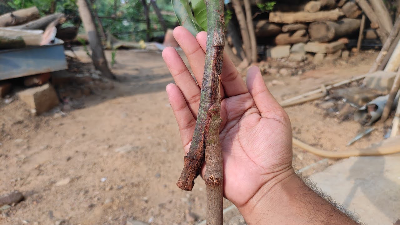 approach grafting/ contact grafting on mango tree with result / जोड़ ...