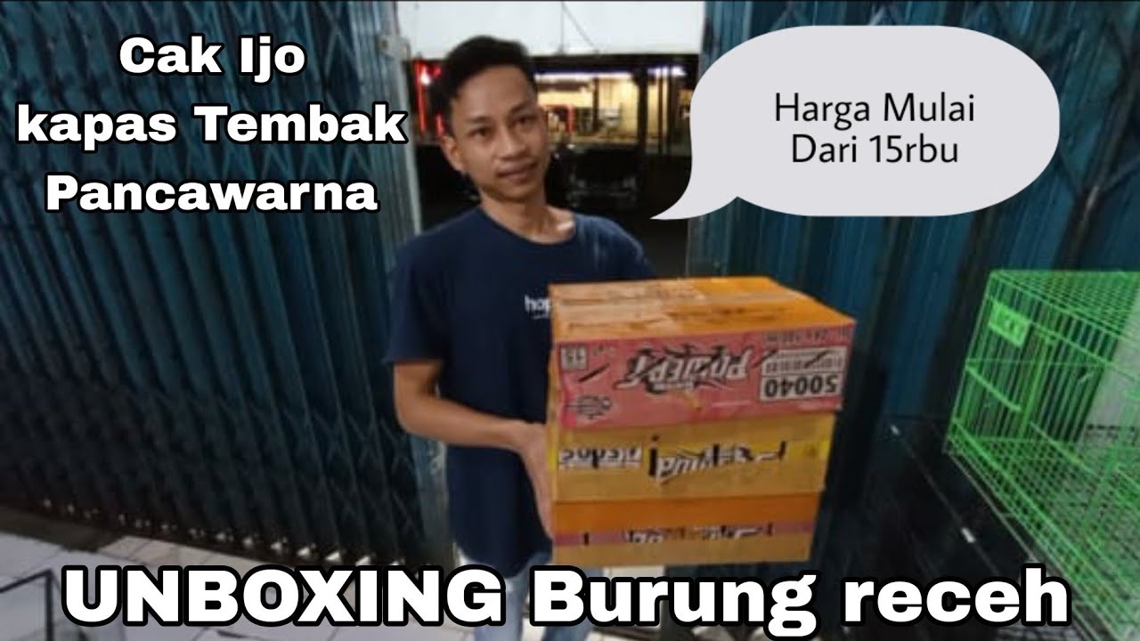 UNBOXING BURUNG RECEH IJO KAPAS TEMBAK PANCAWARNA KONIN - 082211591895 ...