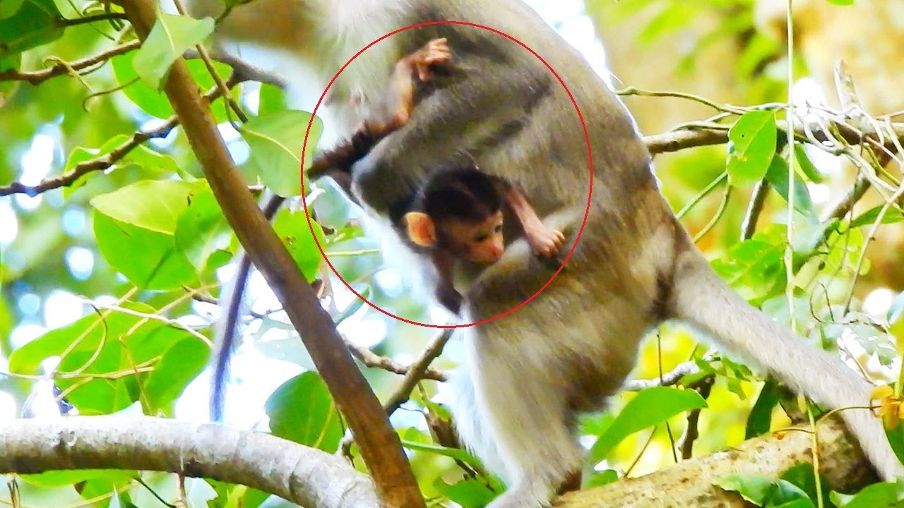 OH God! Young mom carry newborn monkey on a tall tree| Newborn monkey ...