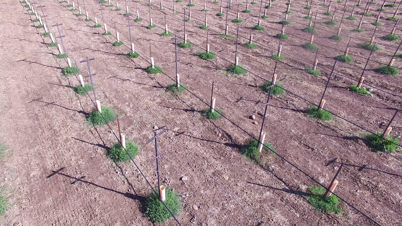 Treasury Wine Estates - 25 Acre Vineyard Trellis Project - YouTube