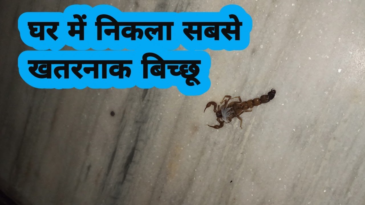 ghar m nikla sbse khatarnak bichchhu । scorpion । घर में निकला बिच्छू # ...