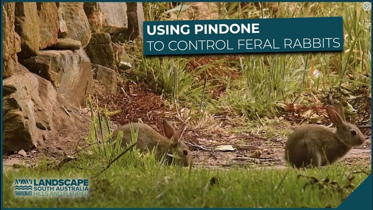 How to use Pindone carrots to control feral rabbits - YouTube