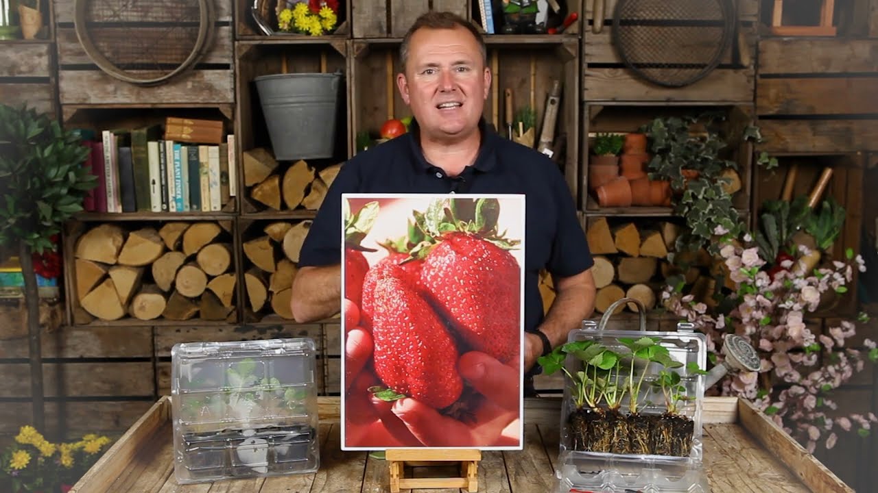 Strawberry Collosus with Peter McDermott - YouTube
