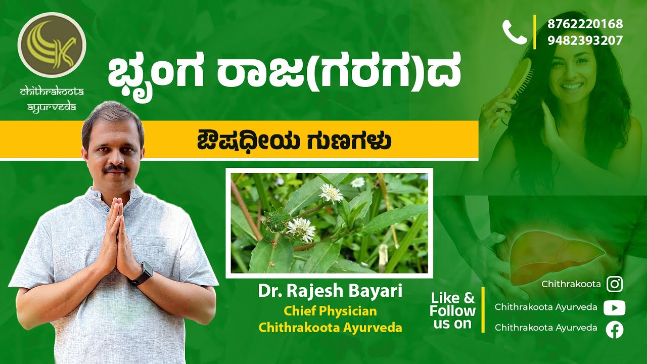 ಭೃಂಗ ರಾಜ (ಗರಗ)ದ ಔಷಧೀಯ ಗುಣಗಳು I Benefits of Bhringraj Plant I ...