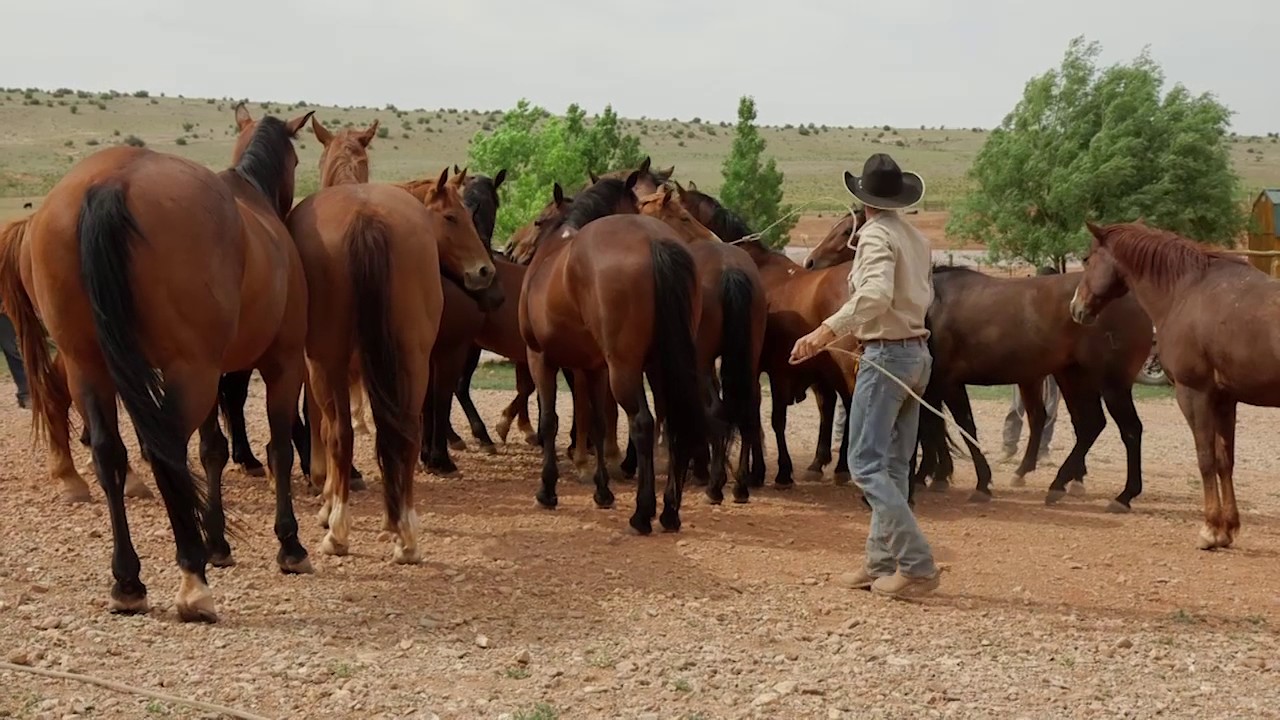 From Coward to Cowboy - Life of a Cowboy - YouTube