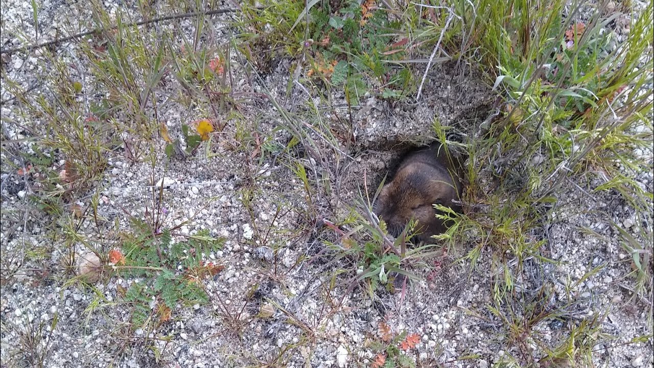 gopher looking for help - YouTube