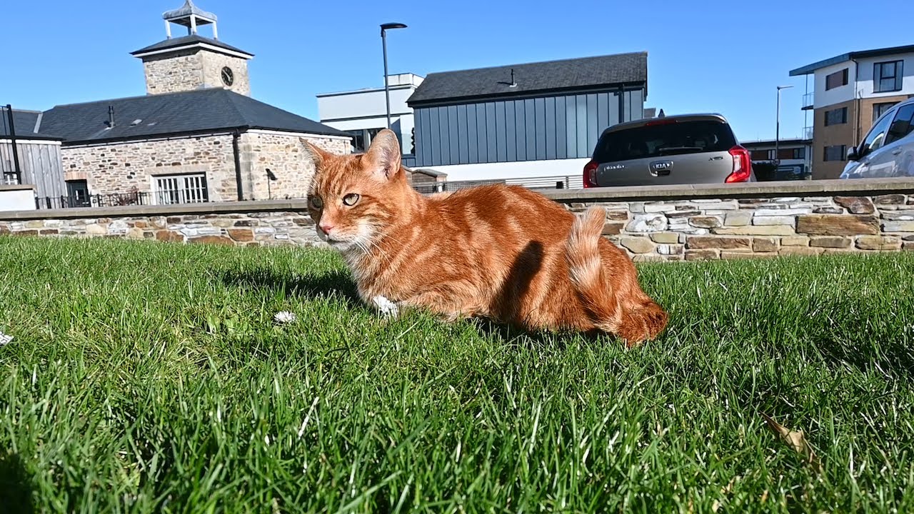 Ginger cat Danny from Cornwall has a street walk - YouTube
