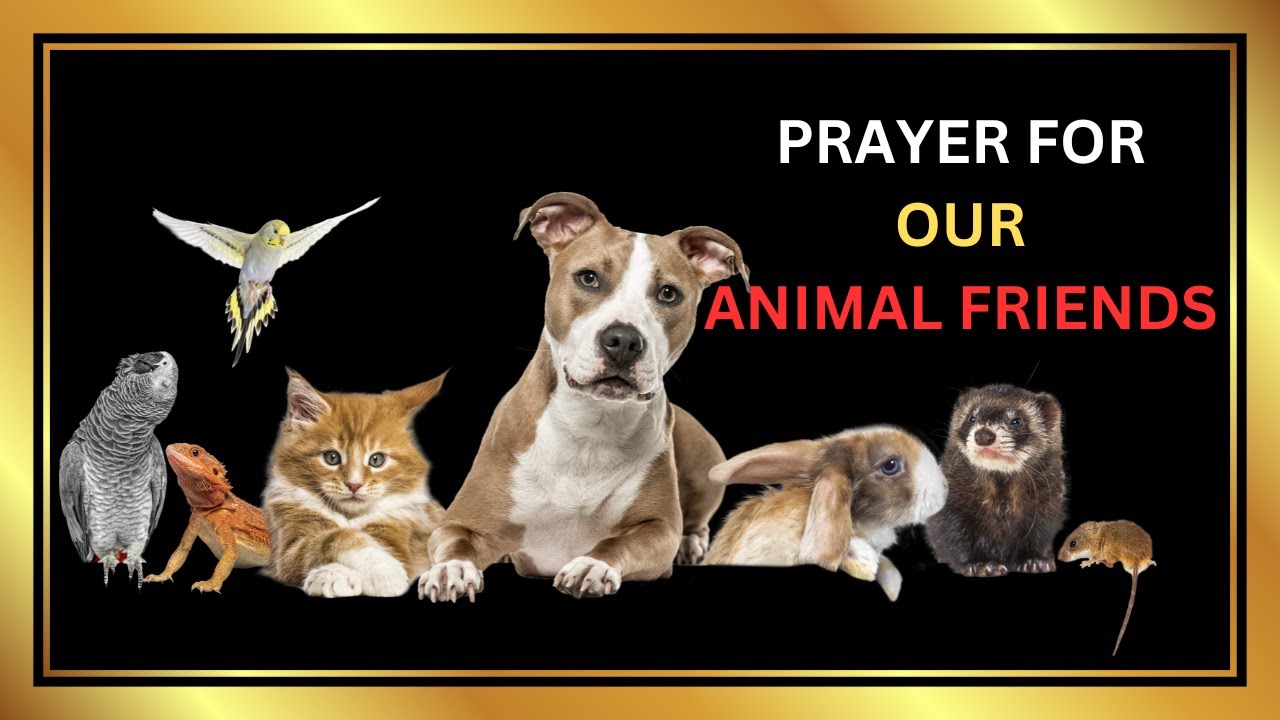 PRAYER FOR OUR ANIMAL FRIENDS - YouTube