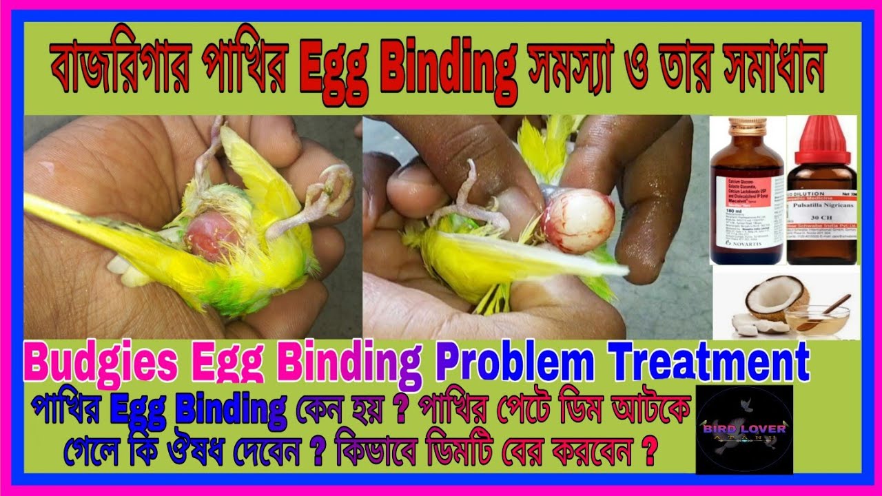 Budgies parrot Egg Binding Treatment । বাজরিগার পাখির Egg Binding সমস্যা ও সমাধান । - YouTube