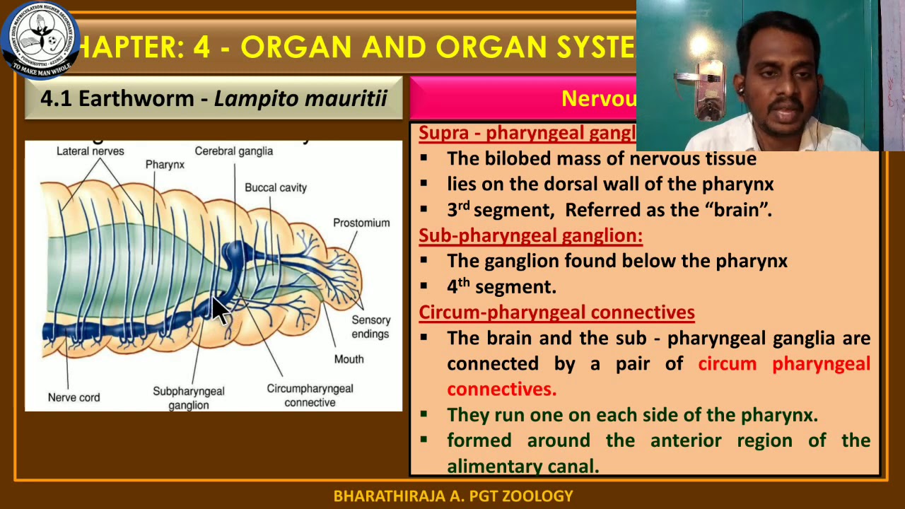 XI ZOO CHAP 4 Anatomy of Earthworm Nervous system and Receptors - YouTube