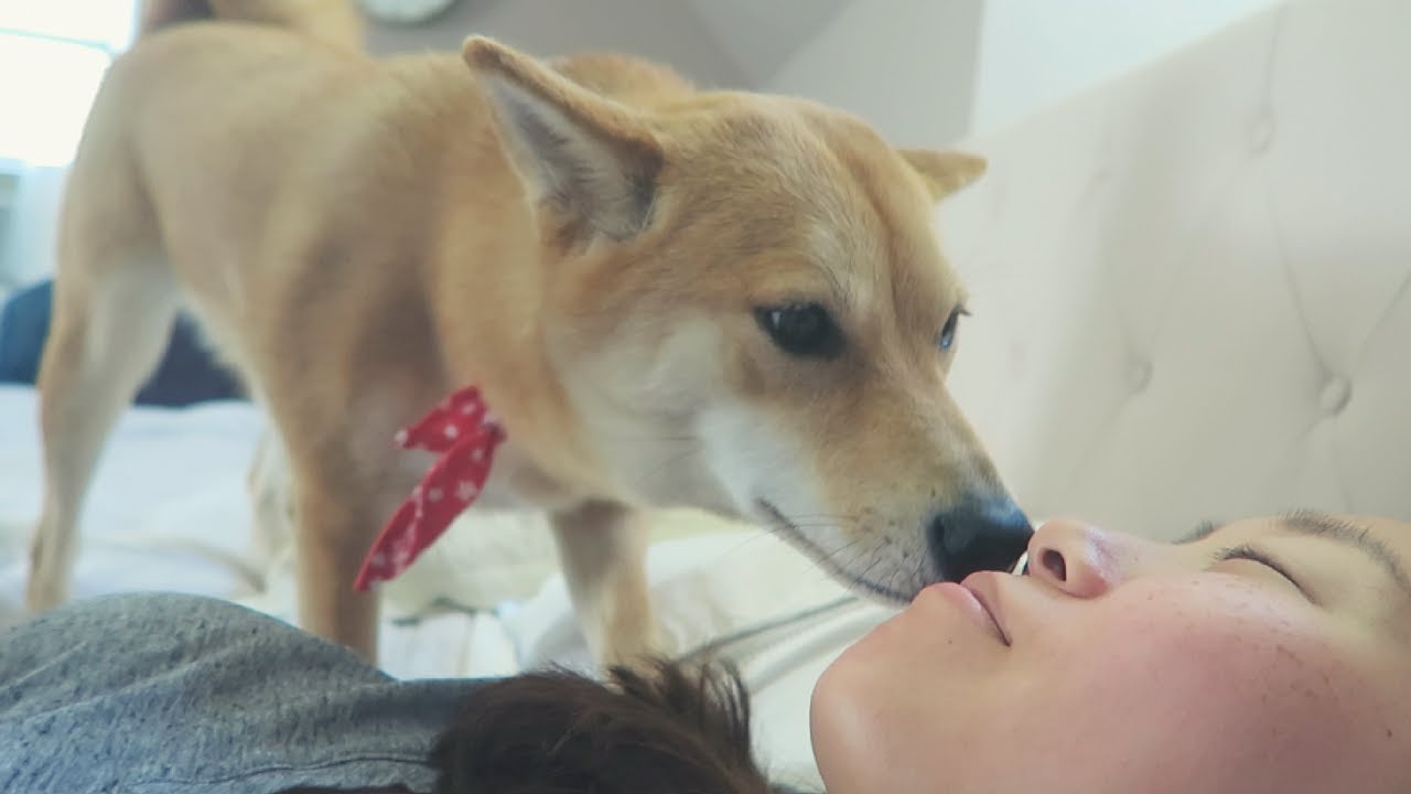 How Do Shiba Inu's Show Love? | Part One - YouTube