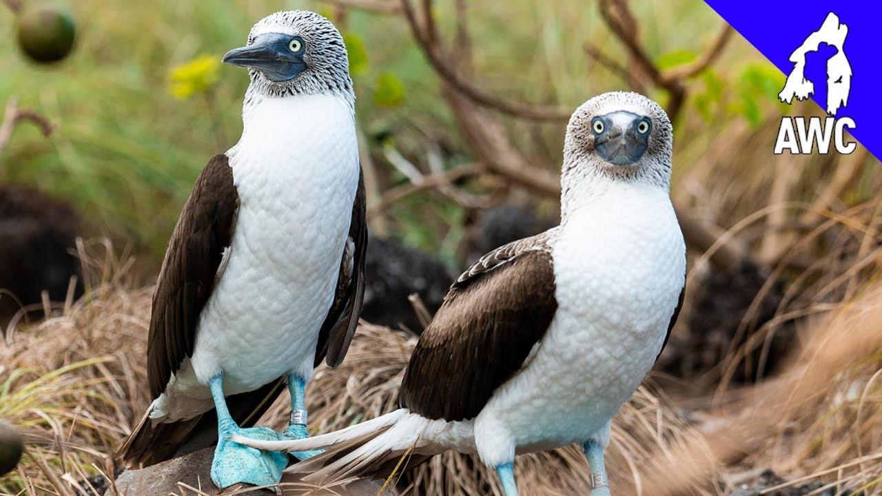 What's this Seabird's Favorite Color? | AWC Diaries - YouTube