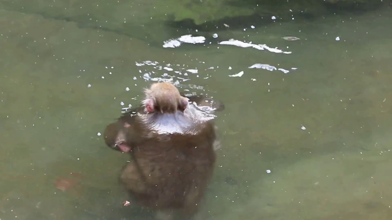 Jigokudani Monkey Park. Monkeys Swimming Underwater. - YouTube