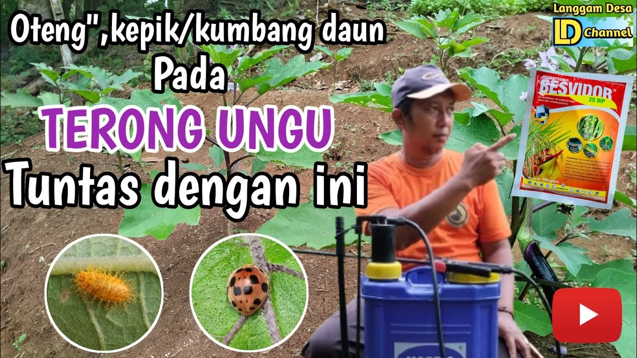 PENANGGULANGAN HAMA KEPIK DAN OTENG-OTENG PADA TERONG UNGU - YouTube