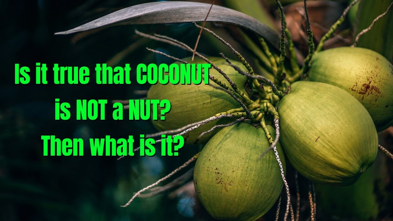Is it true that COCONUT is NOT a NUT? Then what is it? #10amazingfacts ...