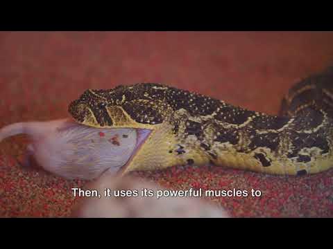 Monkey vs Python The Ultimate Jungle Showdown - YouTube