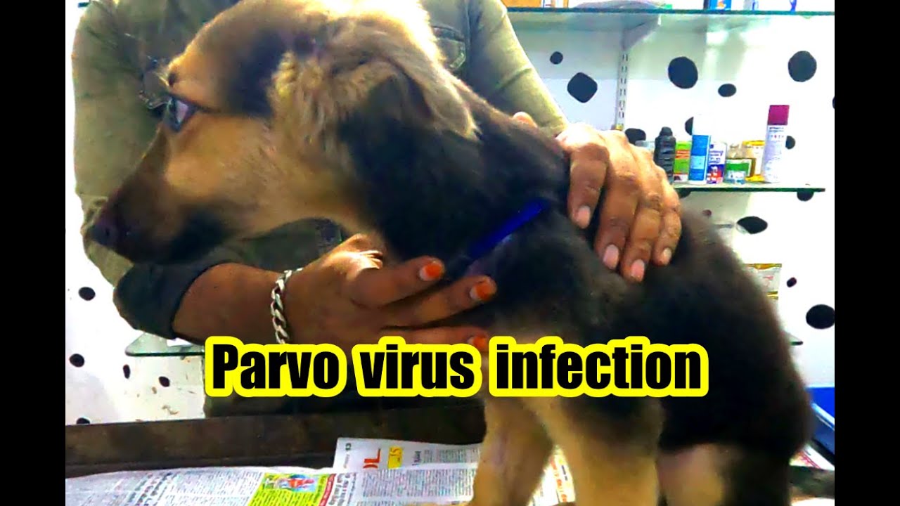 நாய்க் குட்டிகளை கொல்லும் பார்வோ வைரஸ் நோய் | Parvo Virus in Puppies ...