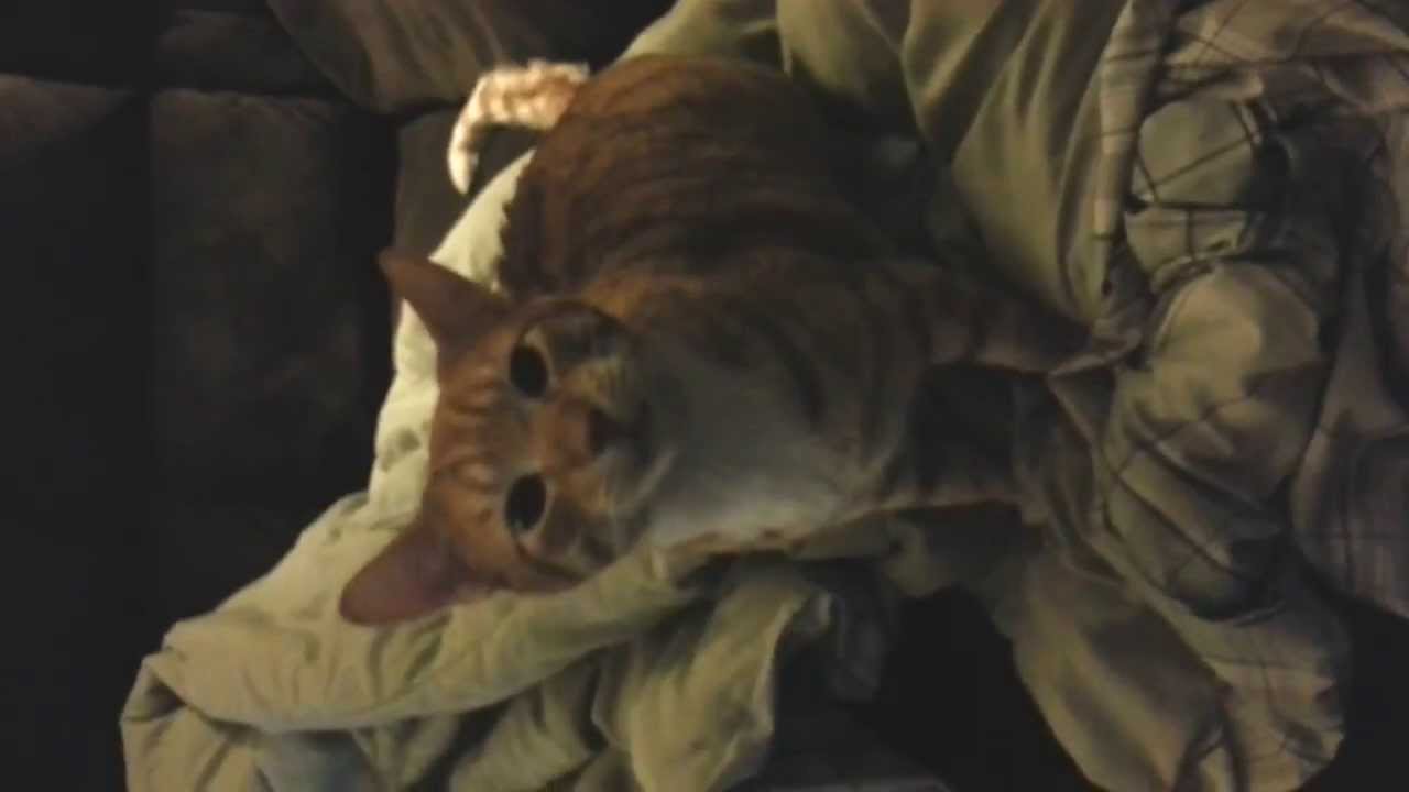 Ishboo - the Cat of 10,000 Meows - YouTube