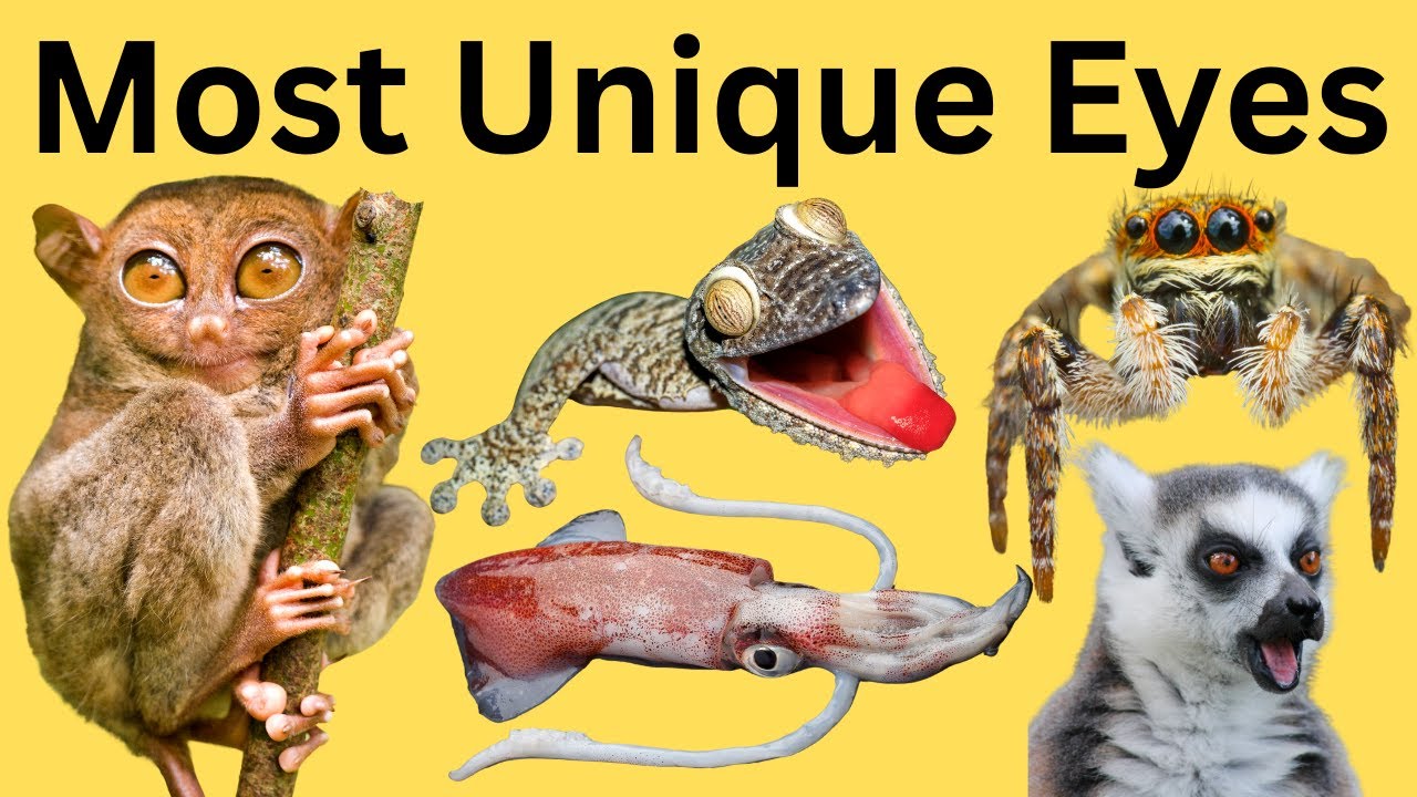 10 Animals With Most Unique and Weird Eyes in the World - YouTube