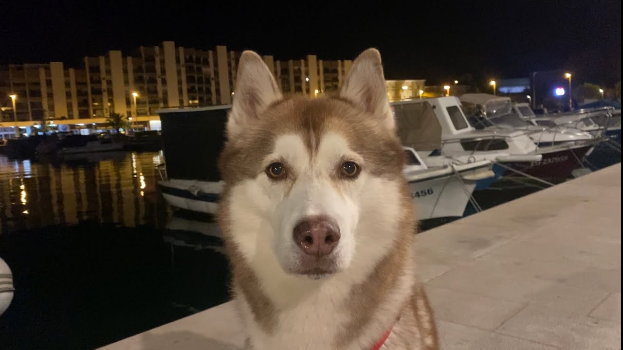 Siberian Husky: Night Wanderer - YouTube