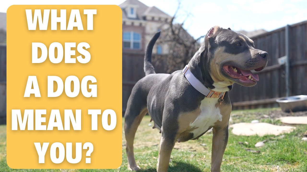 What Does a Dog Mean to YOU???? - YouTube
