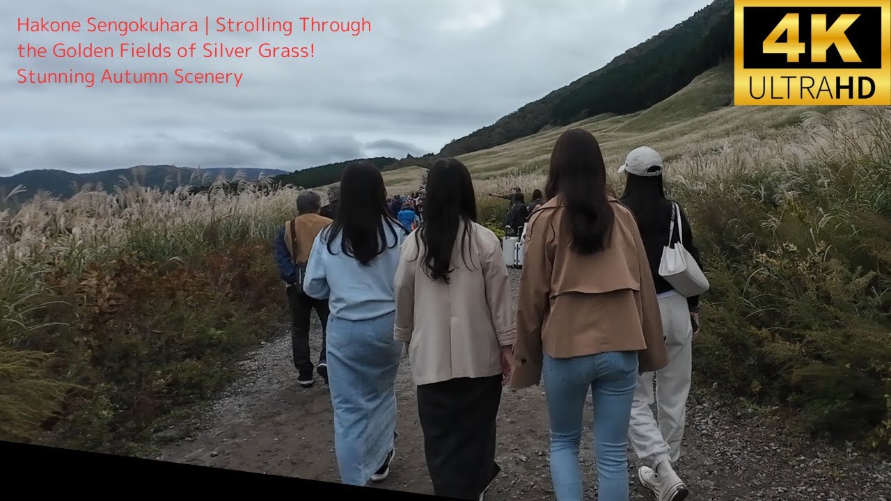 【4K Ultra HD】Hakone Sengokuhara 箱根 仙石原 | Strolling Through the Golden Fields of Silver Grass ...