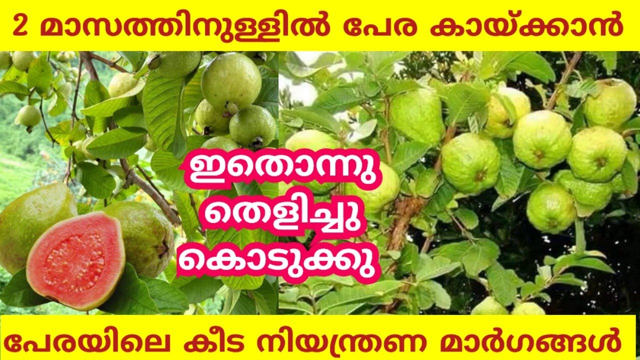 ഇതൊന്ന് മാത്രം മതി പേരക്ക നിറയെ കായ്ക്കാൻ|Perakka krishi in malayalam ...