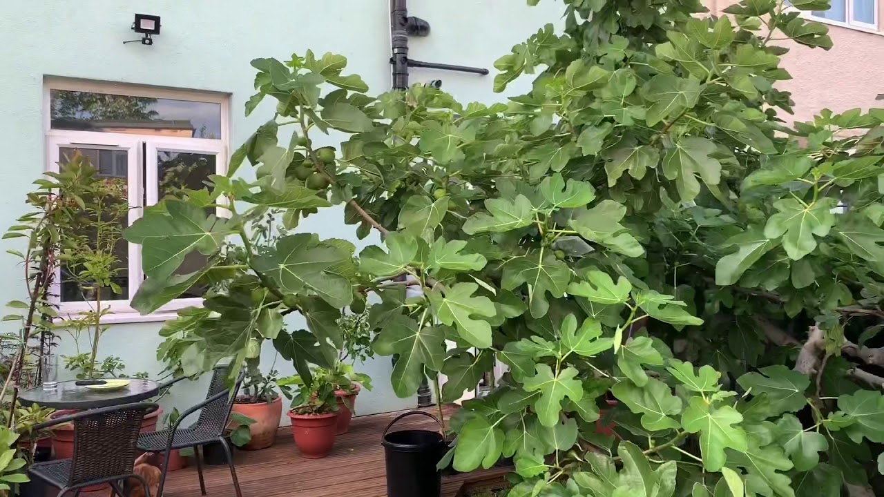 Domenico Tauro Fig taste test 17th July 2020 - YouTube