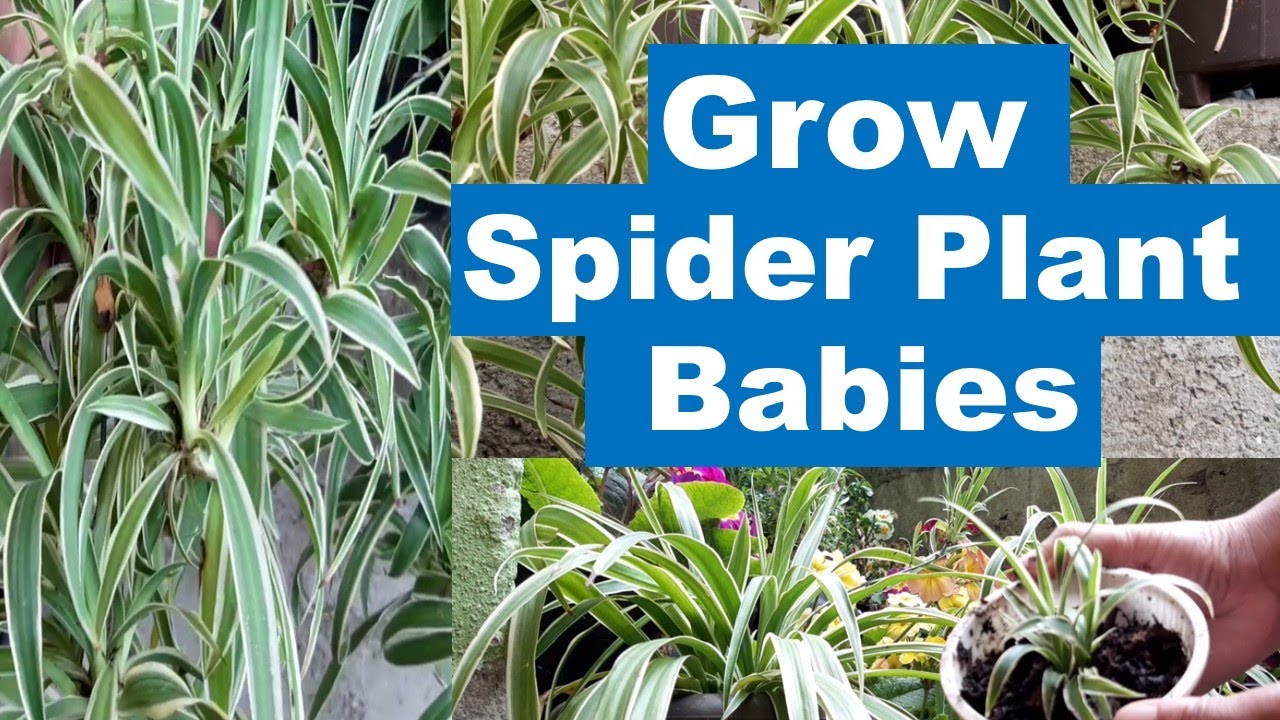 how to multiply Spider plant? | how to Grow Spider Plant via Babies ...