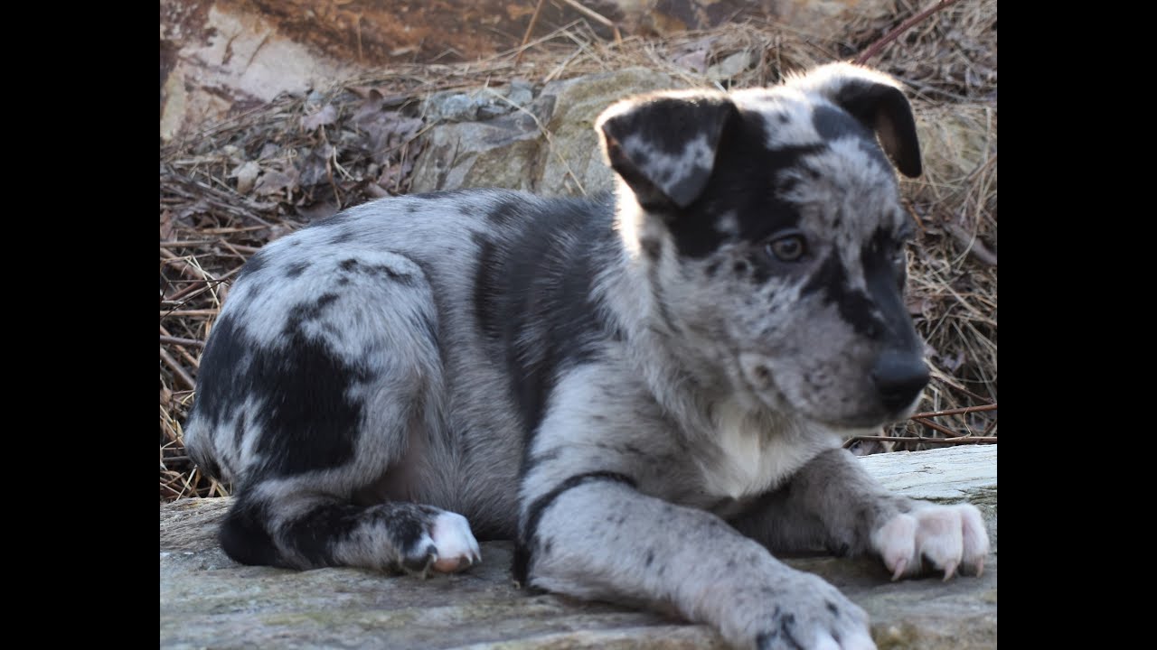 Hangin Tree Cowdog Puppies for Sale - YouTube
