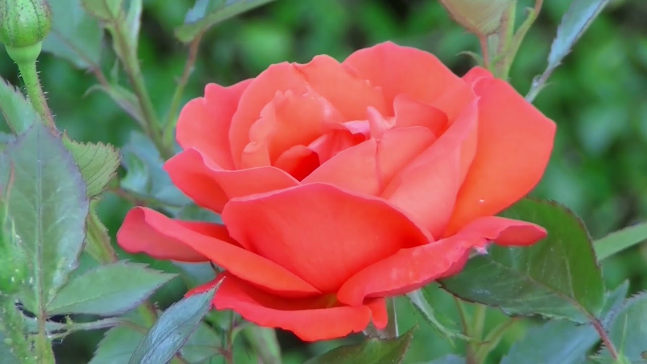 Time Lapse Flowering Rose - YouTube