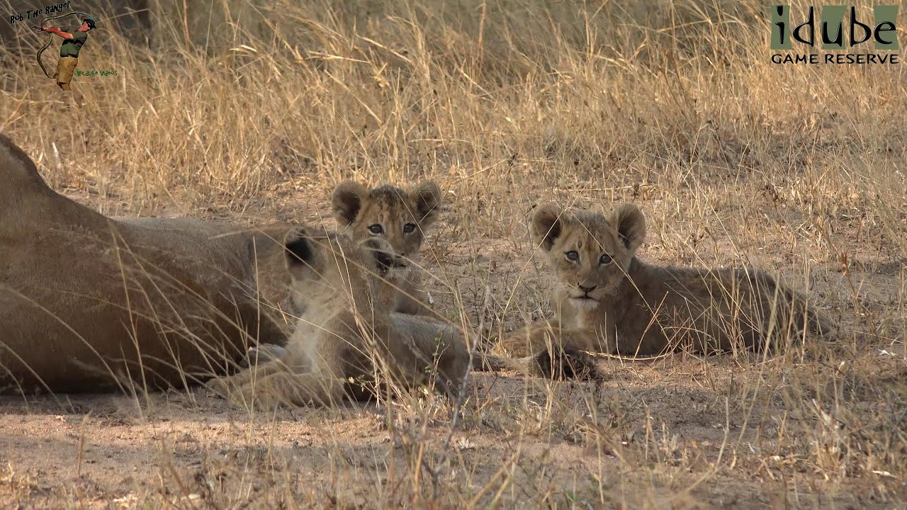 Daughters Of The Mapogo Lions - Rebuilding The Othawa Pride - 87: Pride ...