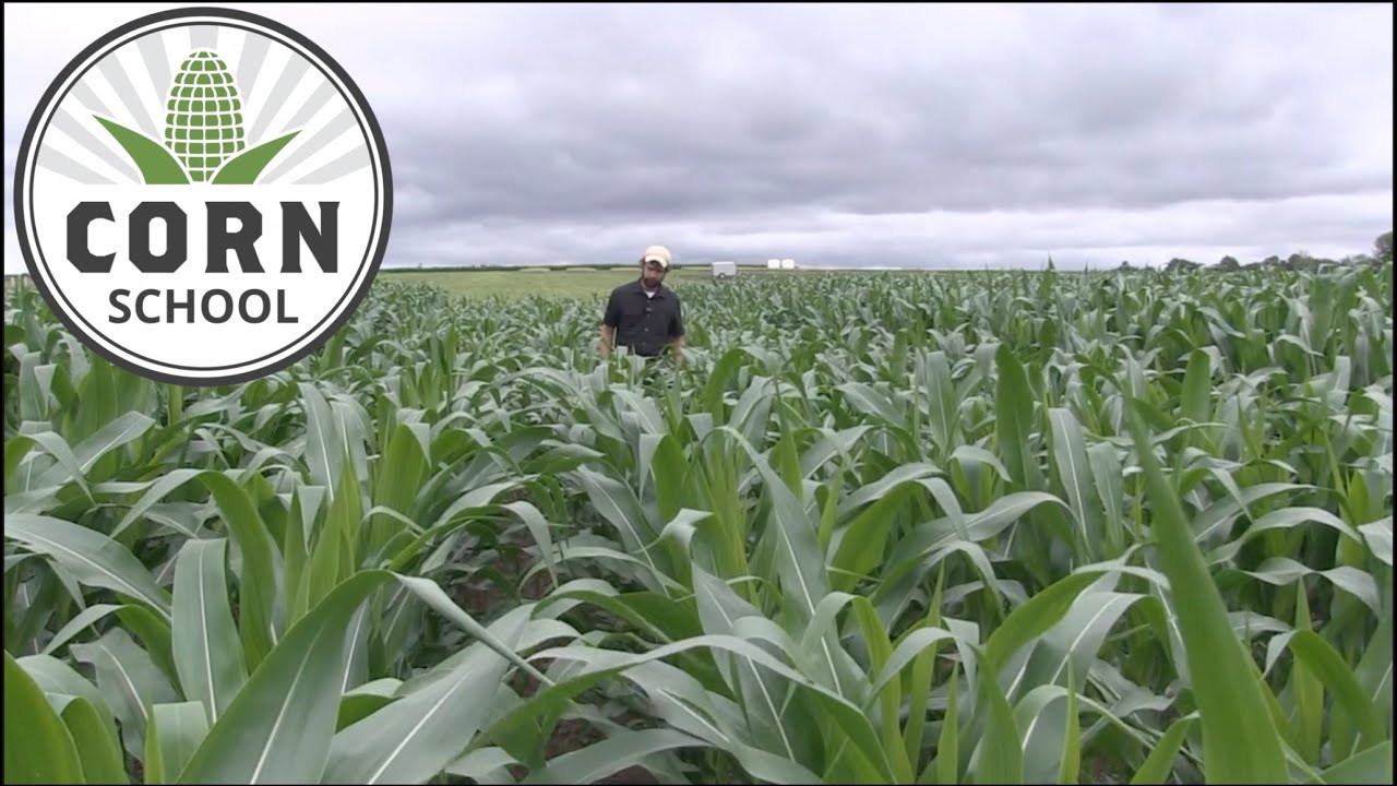 Corn School: Strip till fertility requires no-till mindset - YouTube